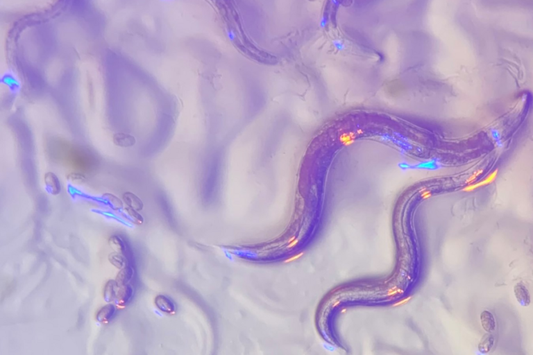 Roundworms are What Type of Biohazards? - Path Outline